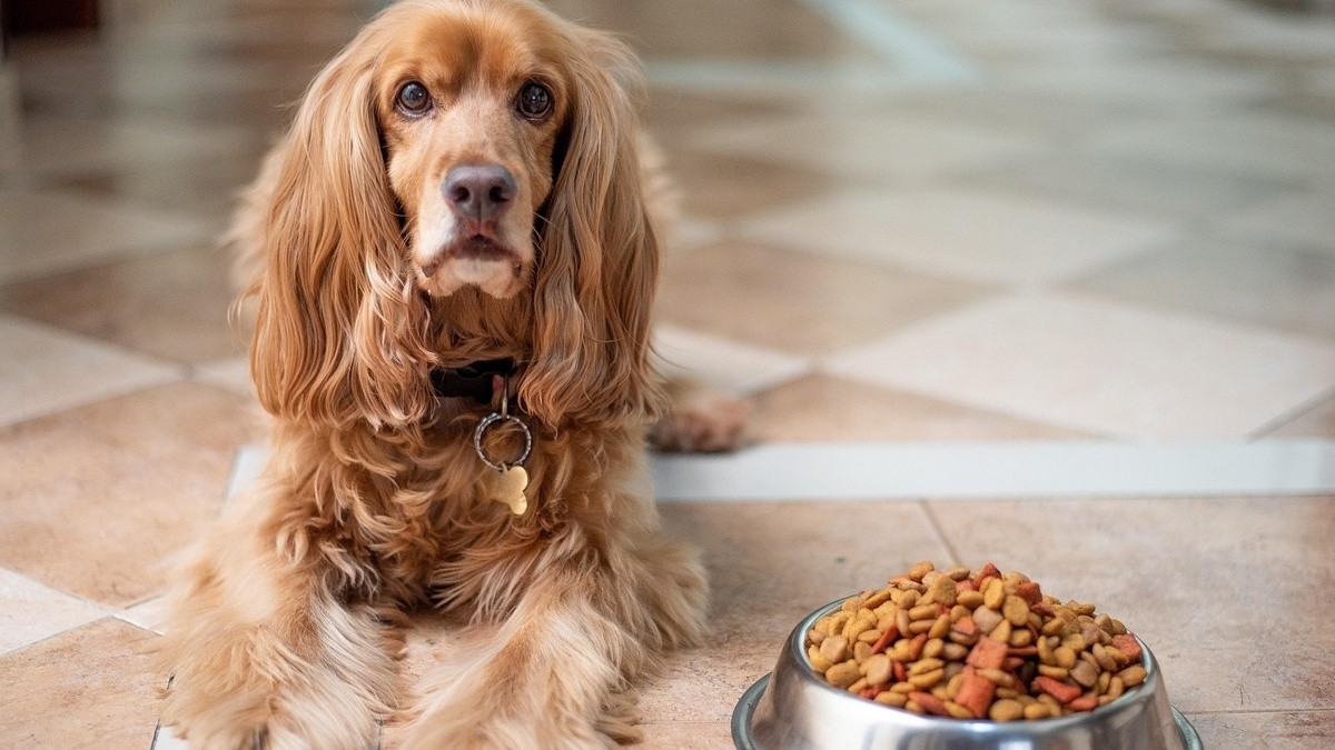 My dog won't eat: possible causes and what to do