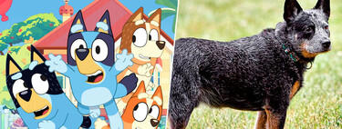 Los perros también pueden disfrutar 'Bluey', y la razón tiene que ver ...