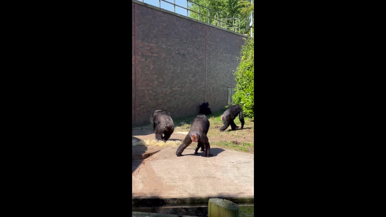 Curious monkey checks out its friend during playfight in Chester, England