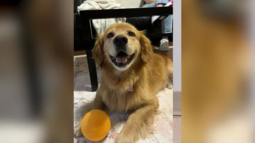 Woman Adopts Senior Dog
