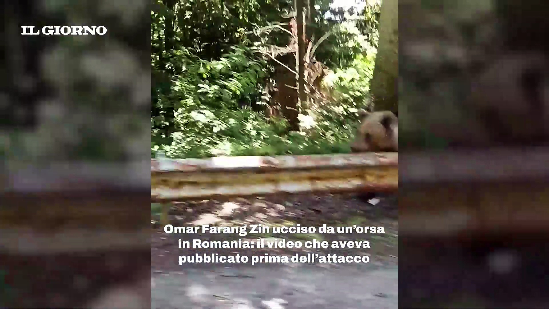 Motociclista ucciso da un orso in Romania, il video di Omar Farang Zin ...