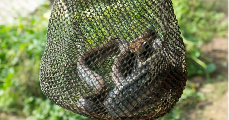 10 Steps You Can Take to Keep Snakes Away from Your Home