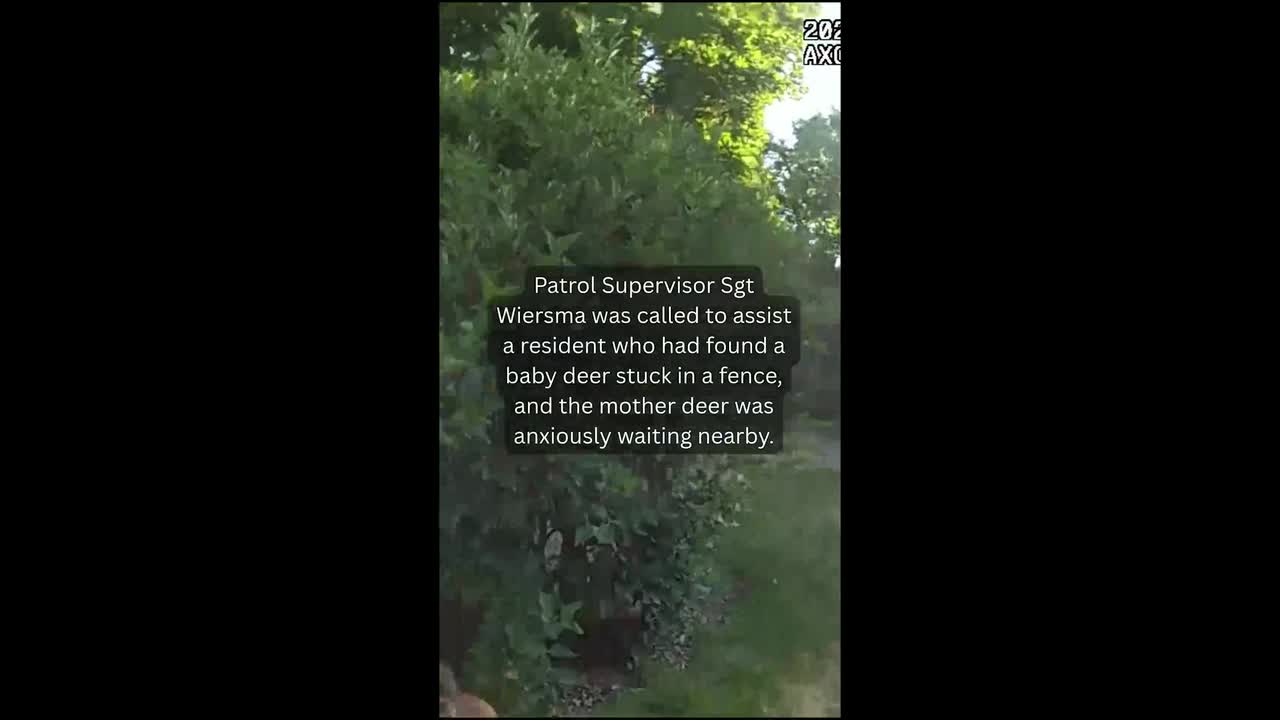 Deputy Rescues Stuck Fawn from Fence in Kent County