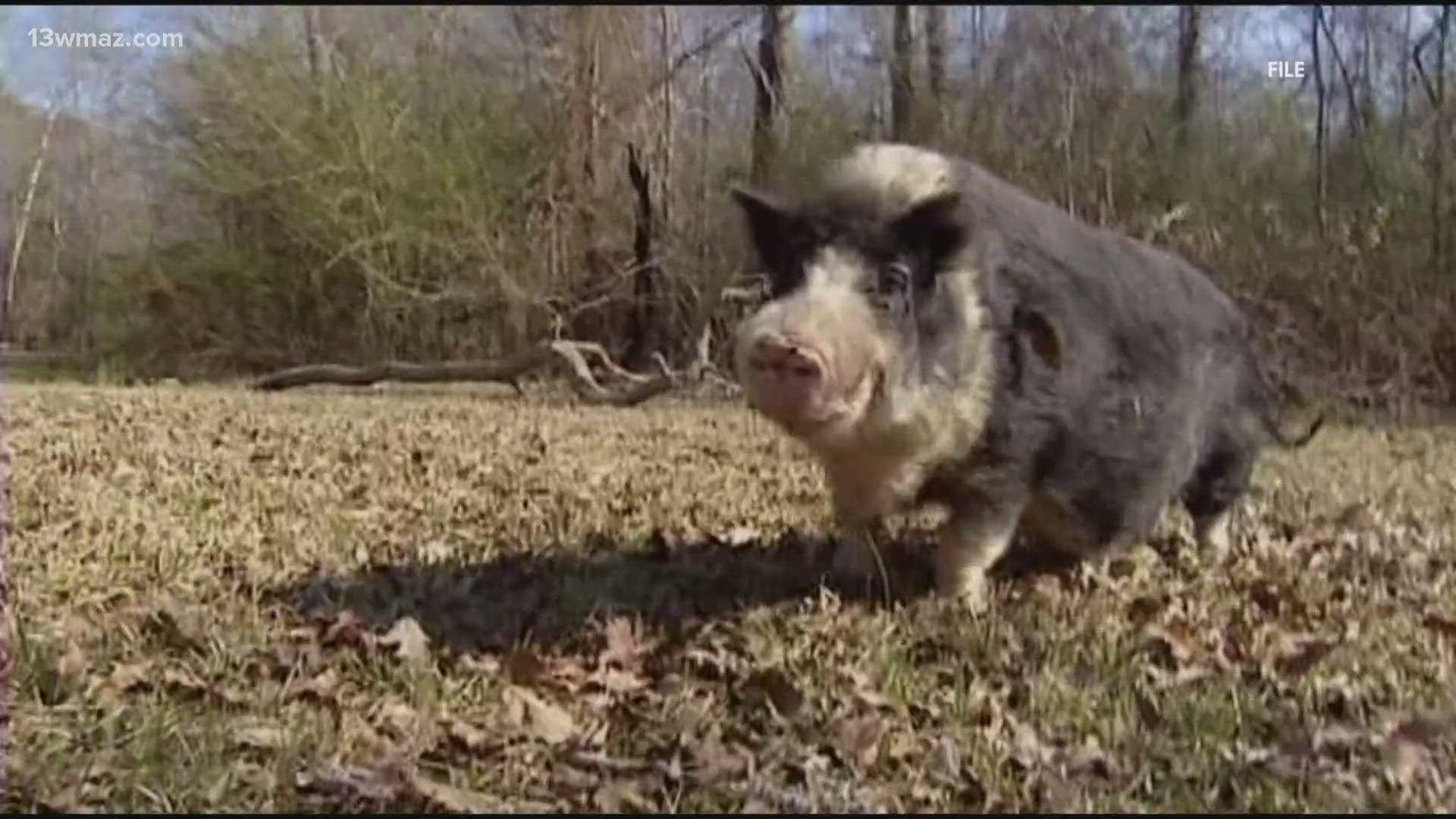 Hogs gone wild: Georgia wants to reward you for tackling feral swine ...