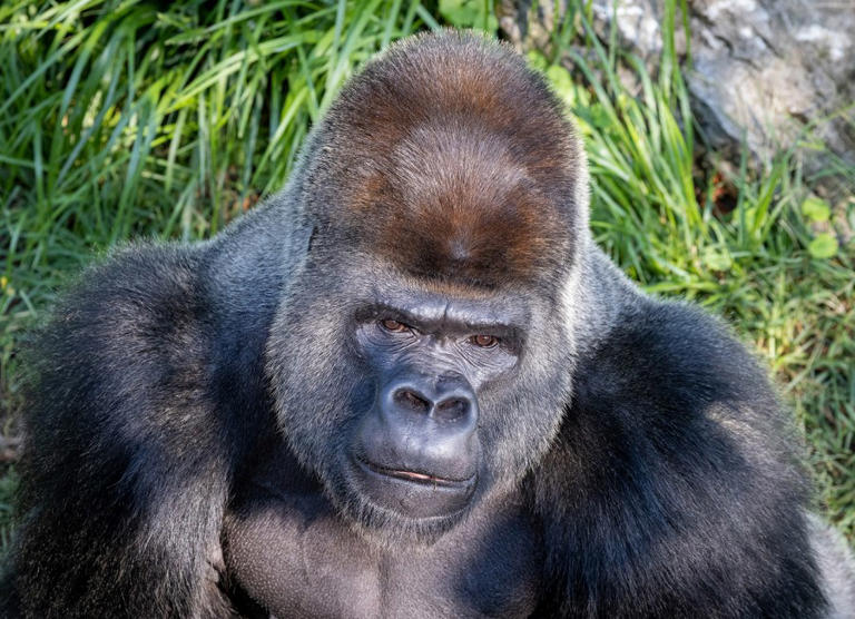 San Francisco Zoo welcoming silverback gorilla Cecil