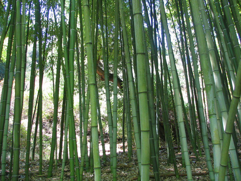 18 Best Things to Do in Kyoto’s Bamboo Groves