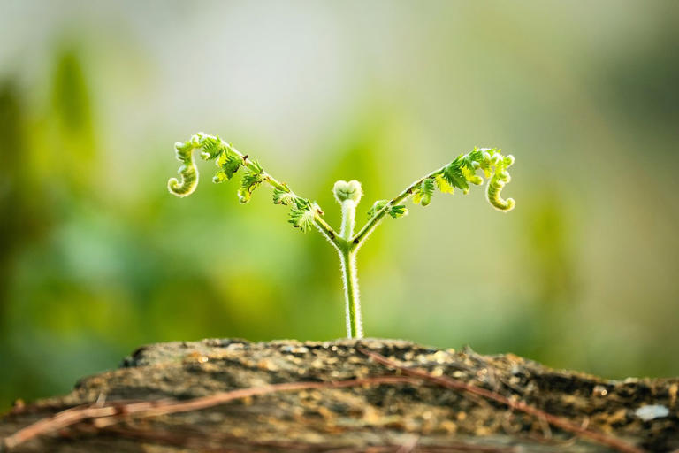Cómo crecen las plantas y todas sus fases explicadas al detalle