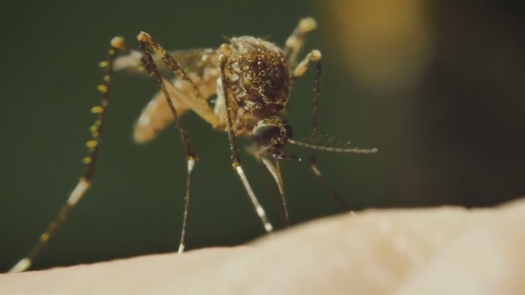 Stanislaus County resident infected with West Nile Virus, first ...