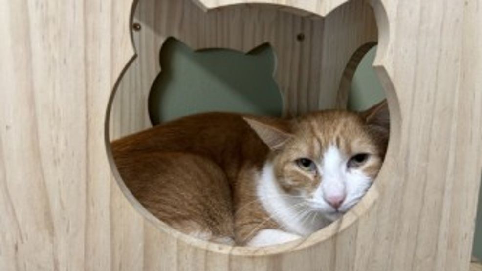 South Bend Animal Resource Center overwhelmed by animals