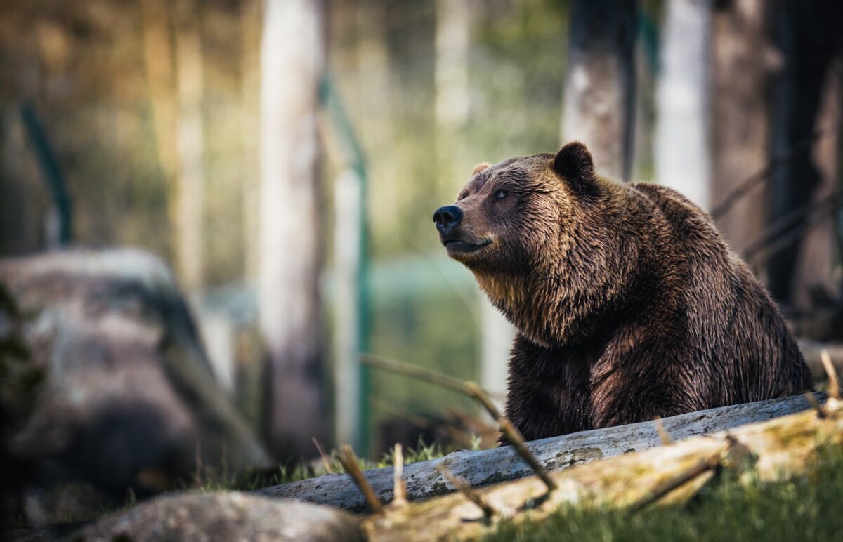Si ferma a scattare foto a un orso: turista italiano ucciso e ...