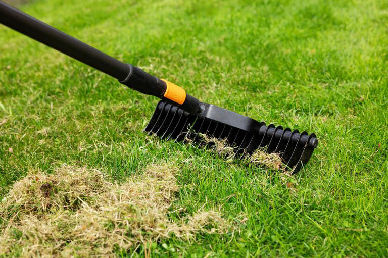 Stop moss growing on your lawn with just one natural ingredient — not ...