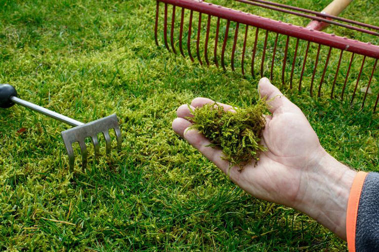 Stop moss growing on your lawn with just one natural ingredient — not ...