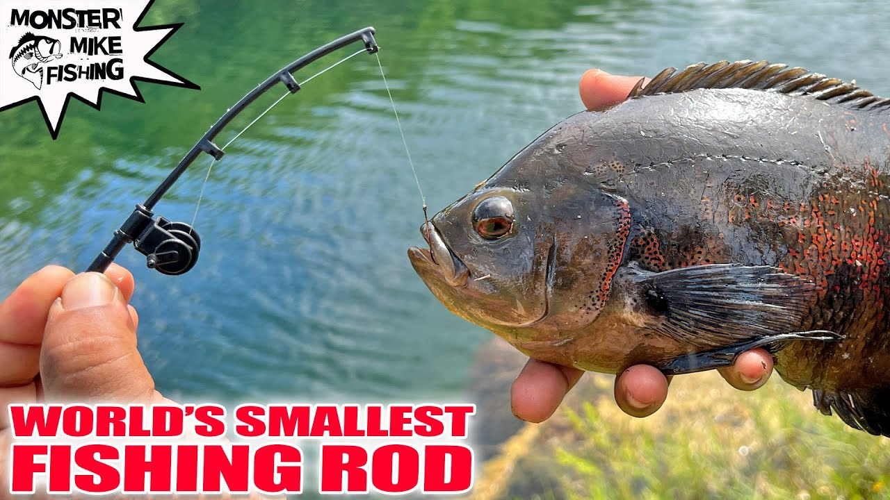 The world’s smallest fishing rod actually caught a tiger oscar!