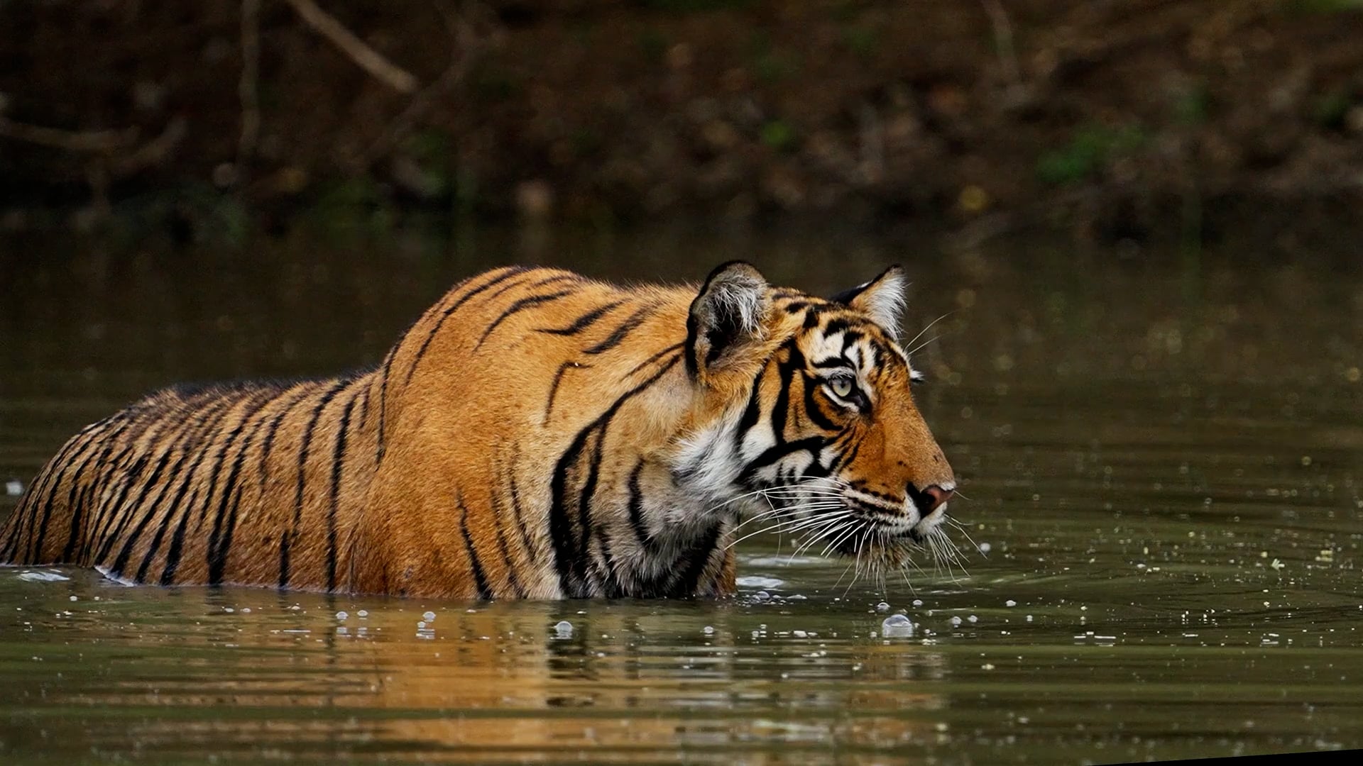 Harimau di Alam Liar: Pemandangan Langka dari Permukaan Tanah terhadap ...