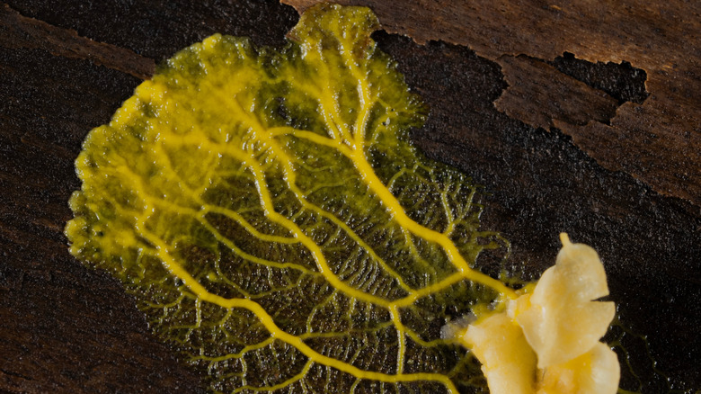Get Rid Of Slime Mold In Your Garden With The Help Of A Common ...