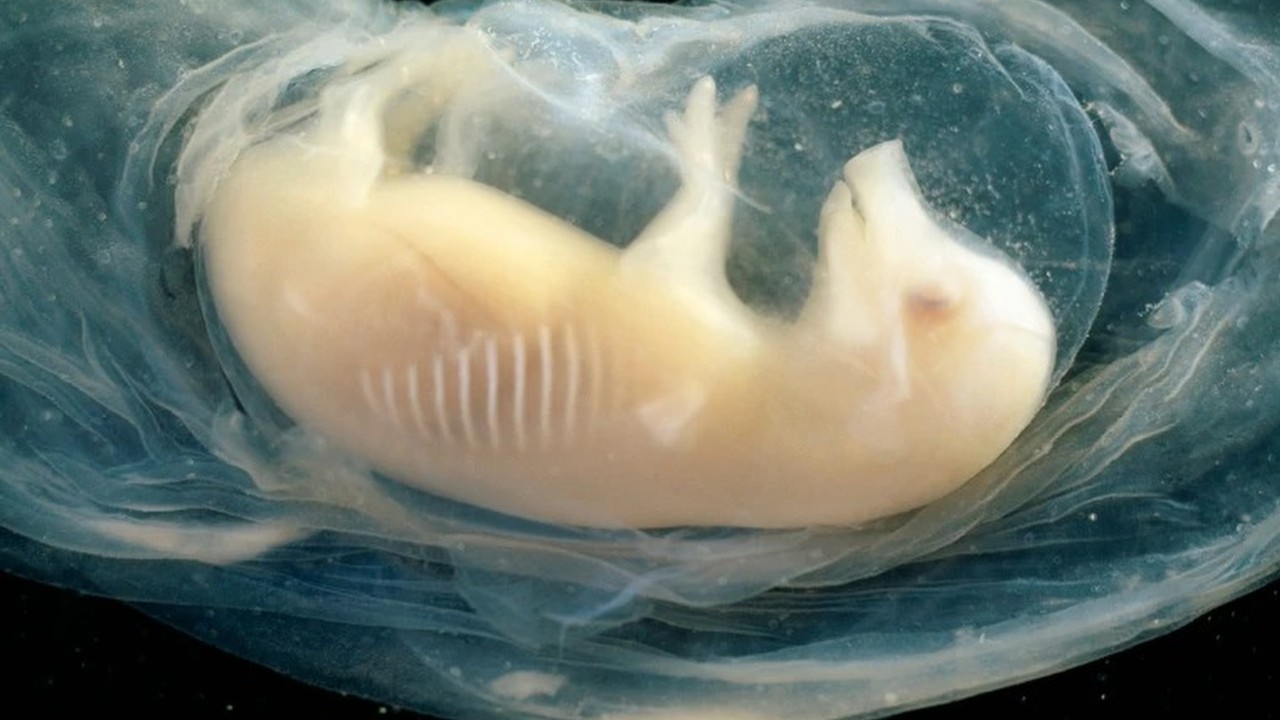 Human heart structure beats 21 days in pig embryo, Chinese chimera ...