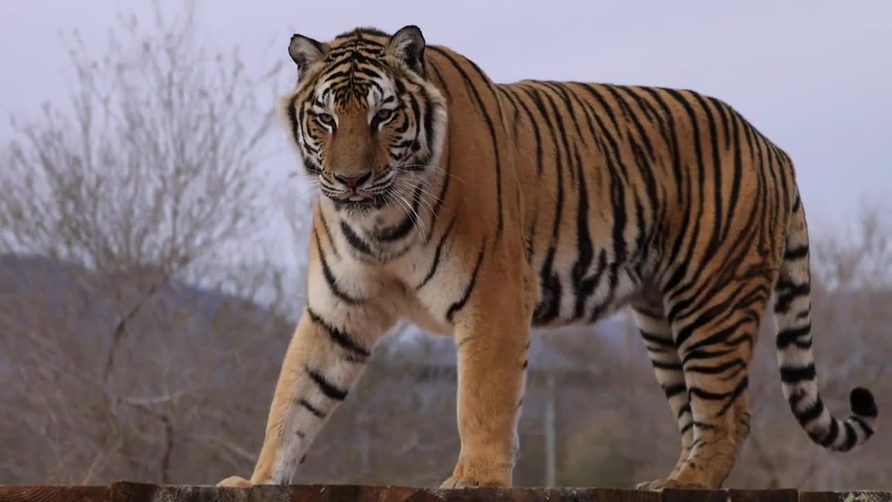 Tigres en libertad: vistas raras y a ras de suelo de grandes felinos