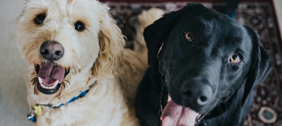 Immunocompromised People Should Take Precautions With Pets