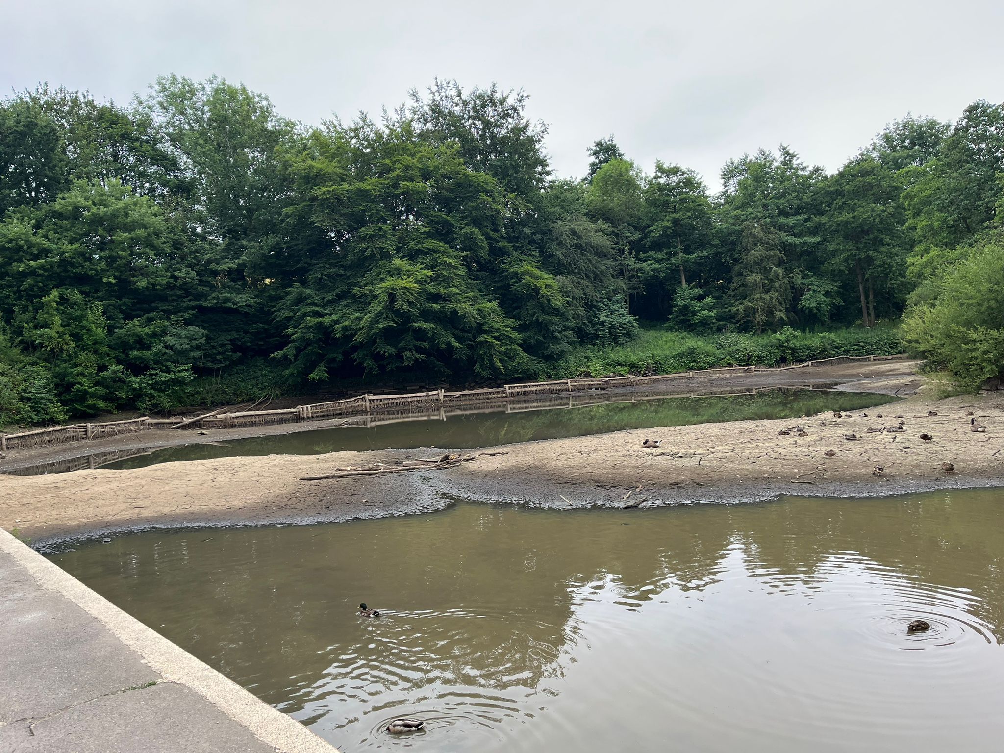 Sheffield drought: New alert over water levels amid 'wildlife emergency ...