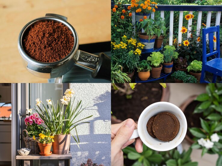 Welche Pflanzen mögen keinen Kaffeesatz?