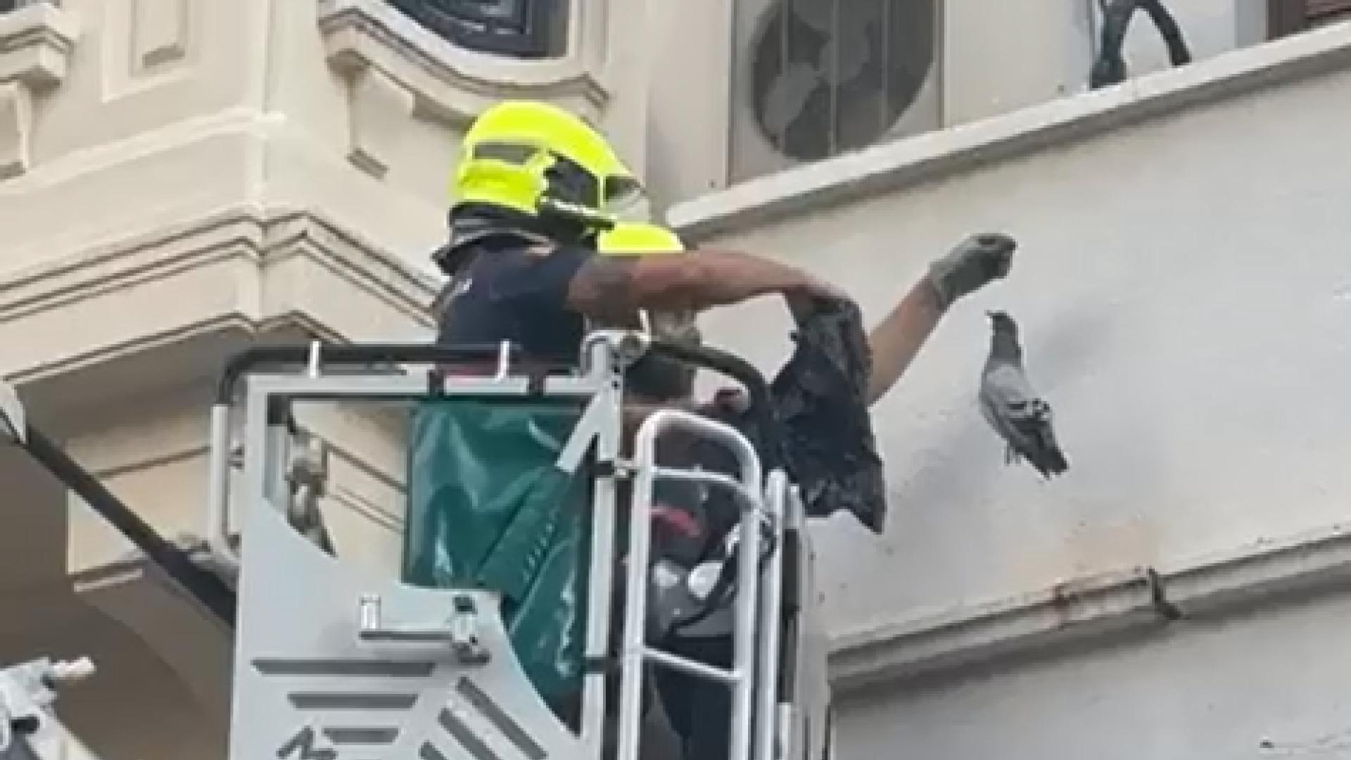 Los bomberos tienen que intervenir para recoger una paloma muerta ...