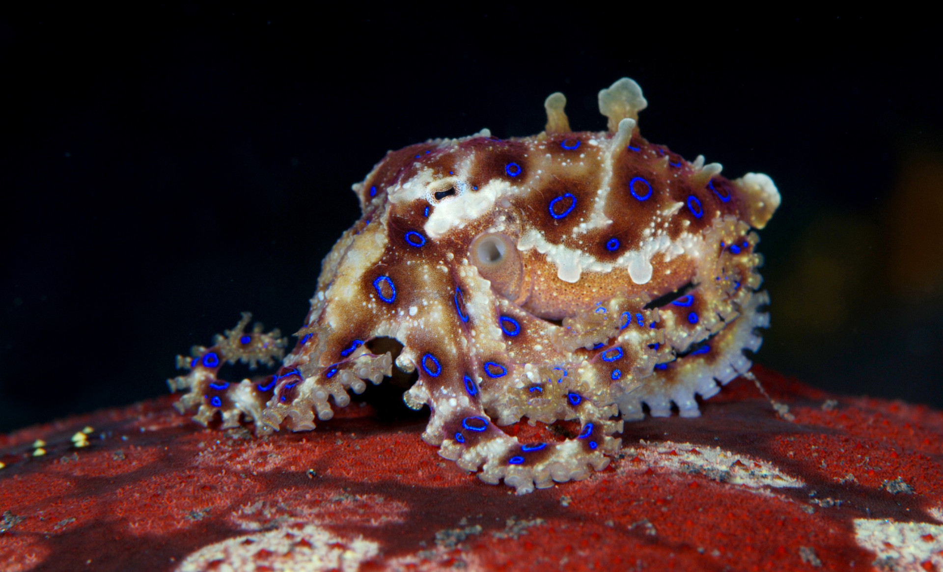 Octopuses strike their lovers with venom