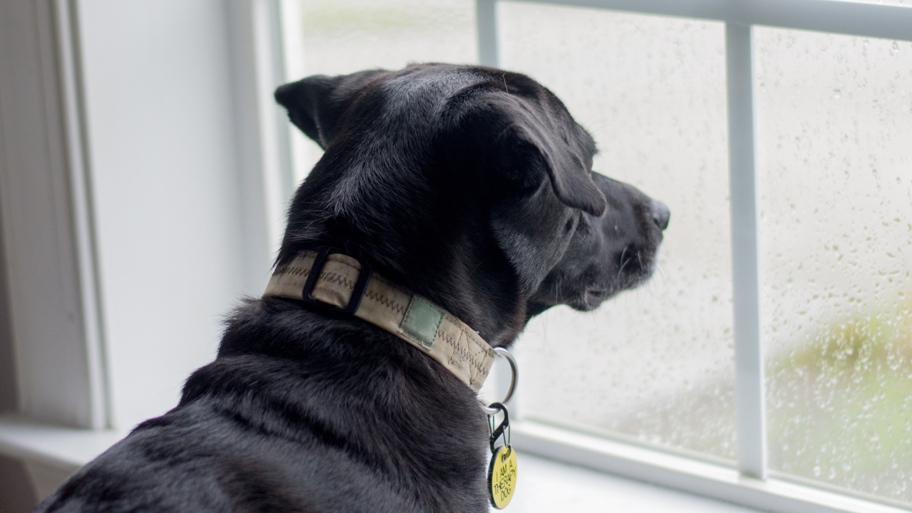 How to Keep Your Dog Calm During Thunderstorms
