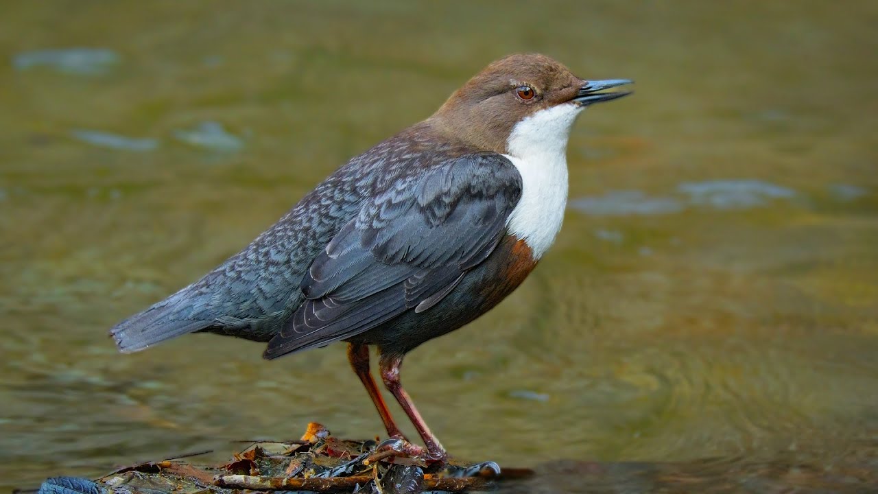 White-throated Dipper Song ~ A Cute Bird Singing by the River 🐦🎶