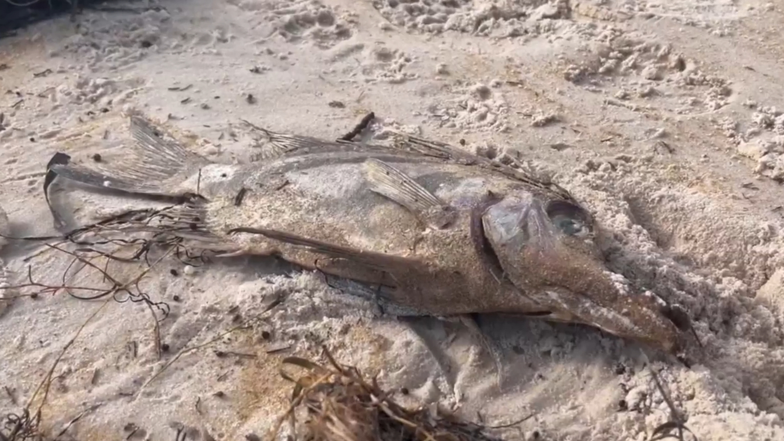 Fishers call for algal bloom to be declared national disaster