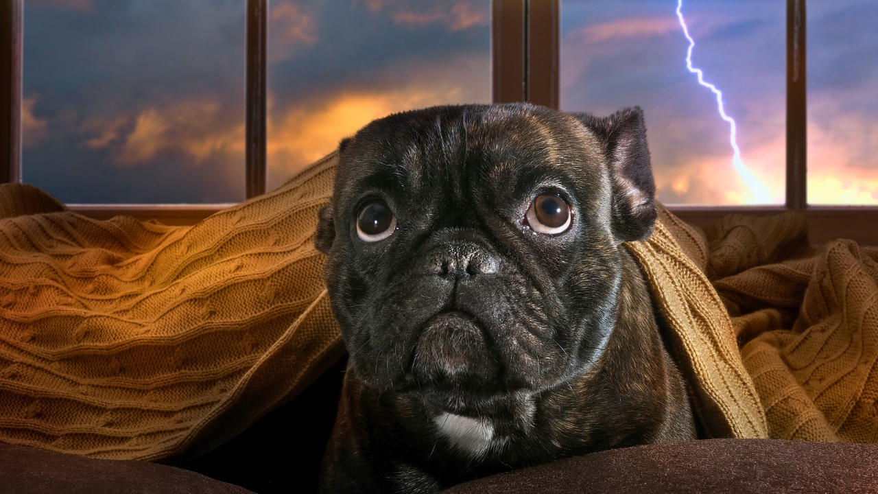 How to Keep Your Dog Calm During Thunderstorms