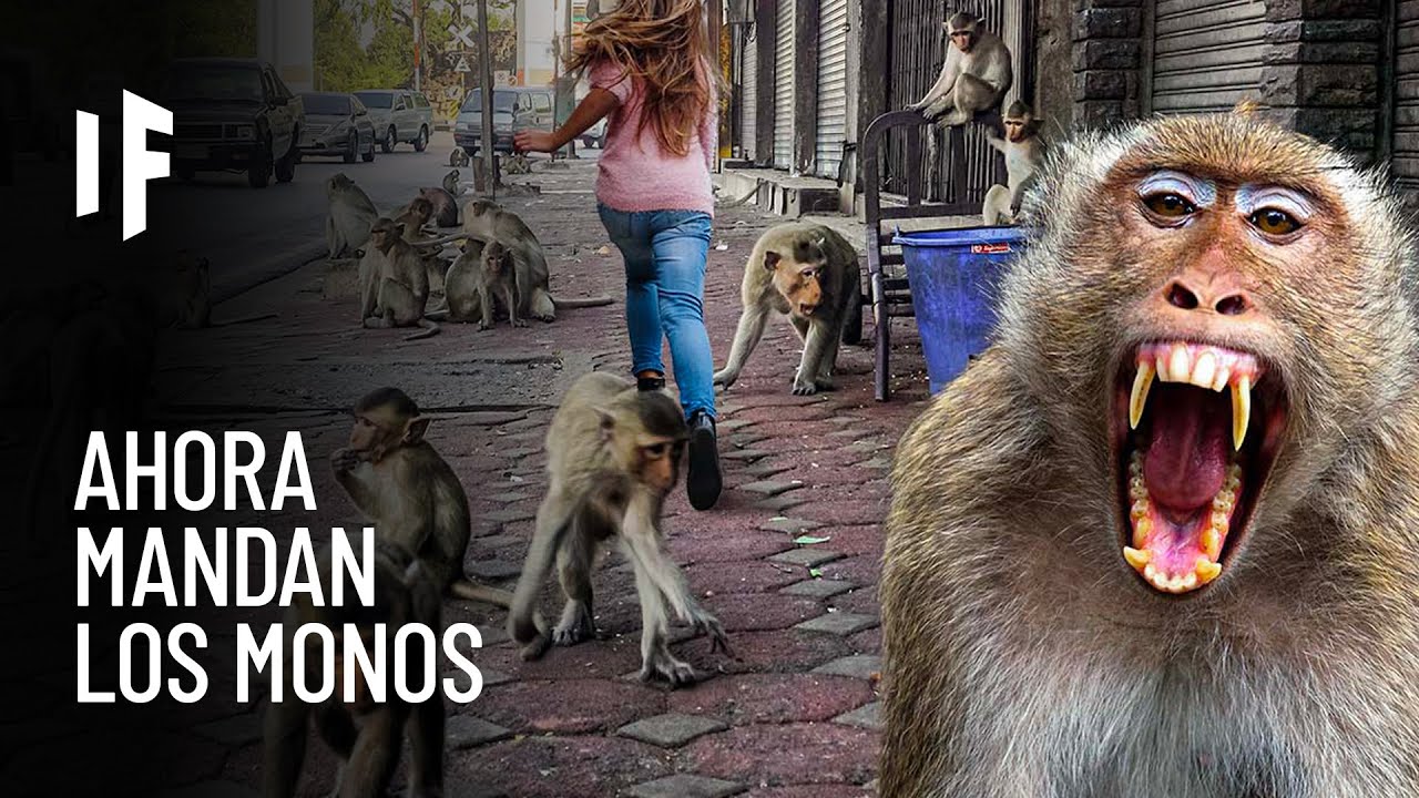 ¿Qué pasaría si los monos se apoderaran del mundo?