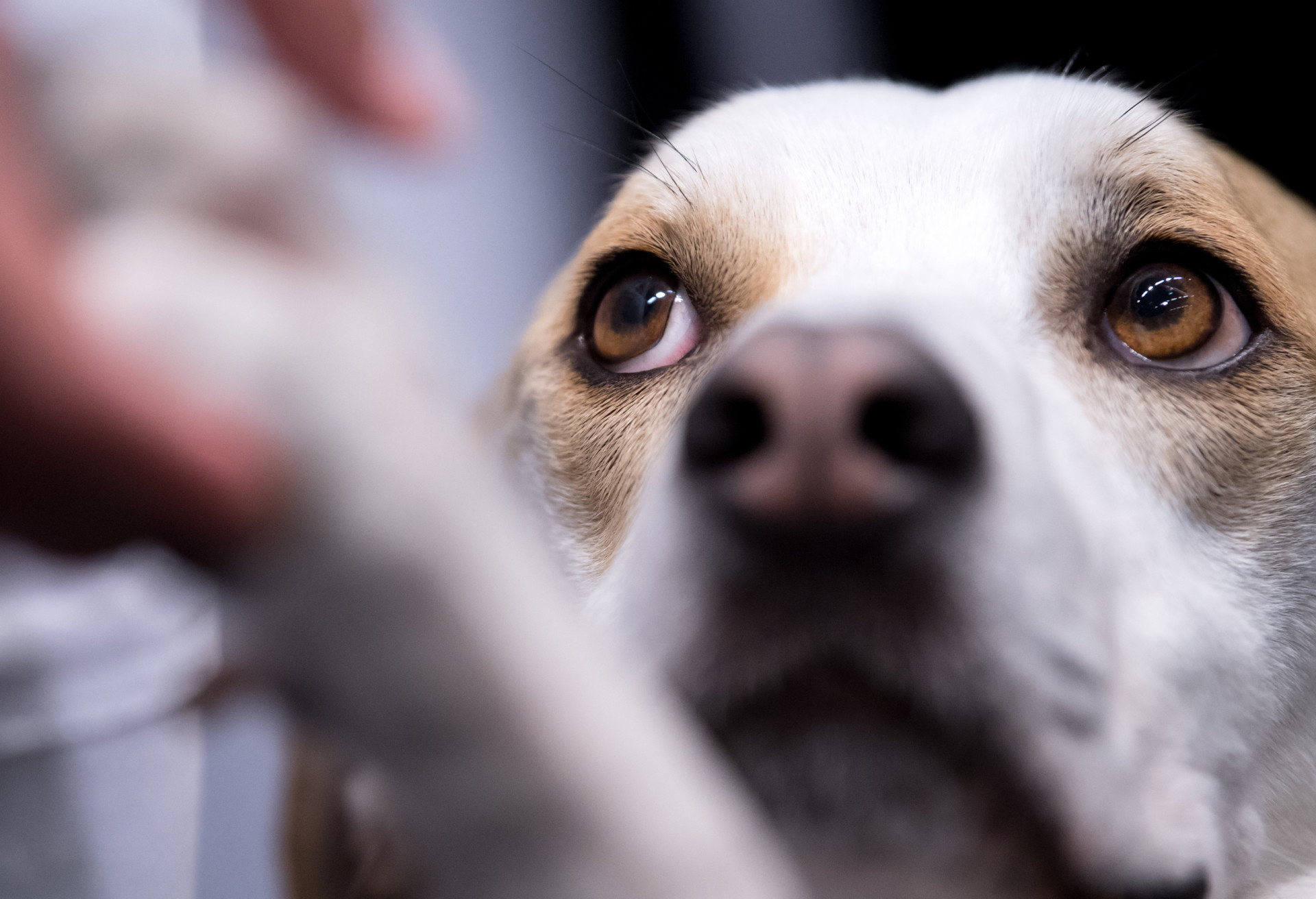 Classical conditioning: Ivan Pavlov’s dog experiment