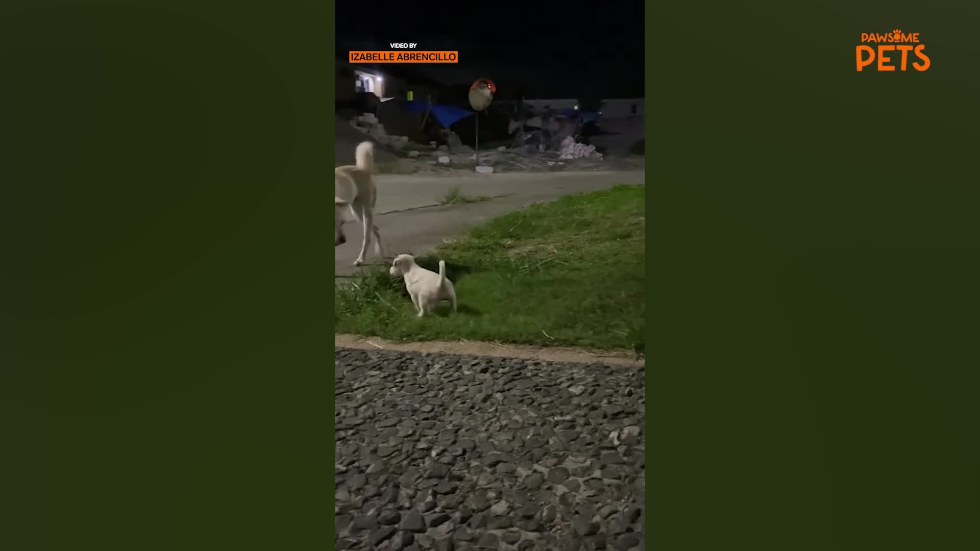 Hit And Run Pup Saved