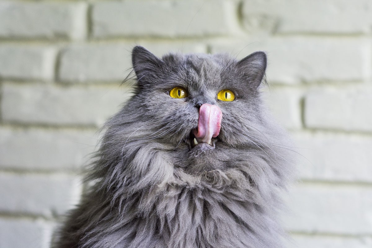 Is Your Cat Licking Your Nose? Here’s Why