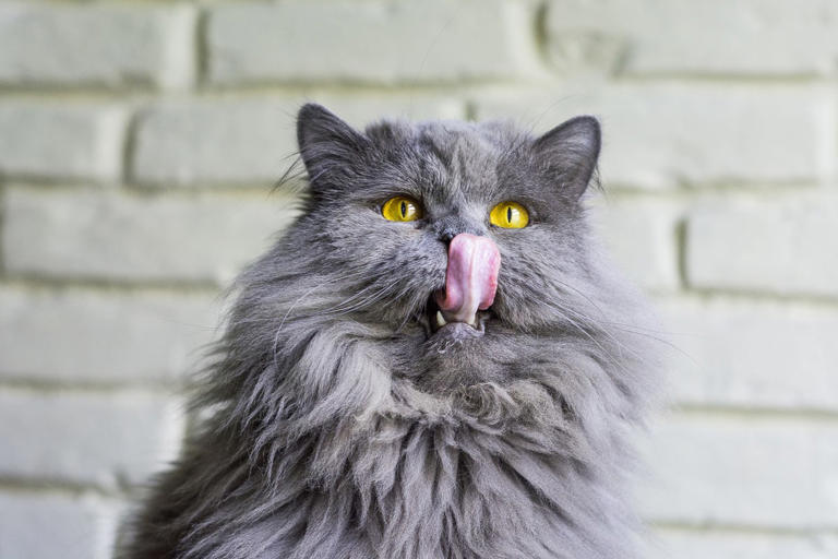 Is Your Cat Licking Your Nose? Here’s Why