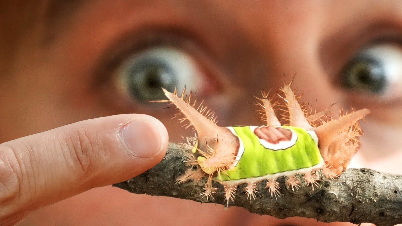 A Painful Encounter with a Venomous Neon Caterpillar: Nature’s Hidden ...