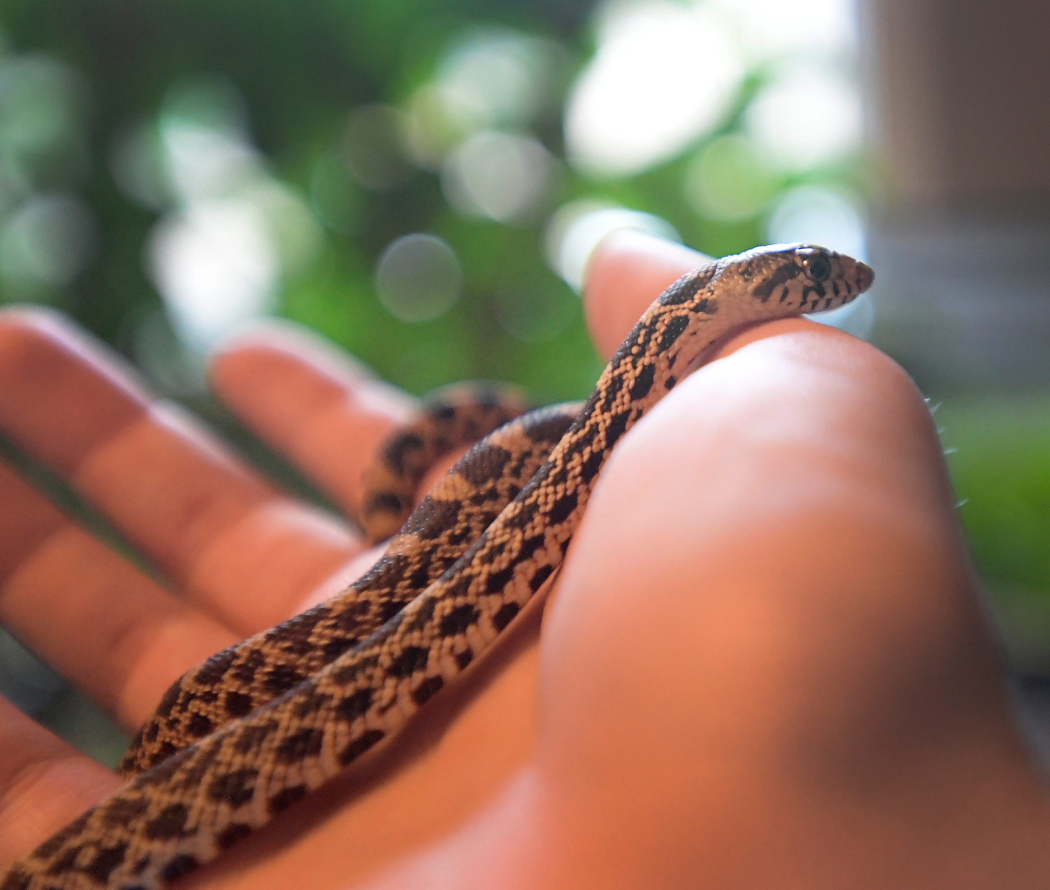 Watch your step: These 3 Colorado lakes were ranked most snake-filled ...