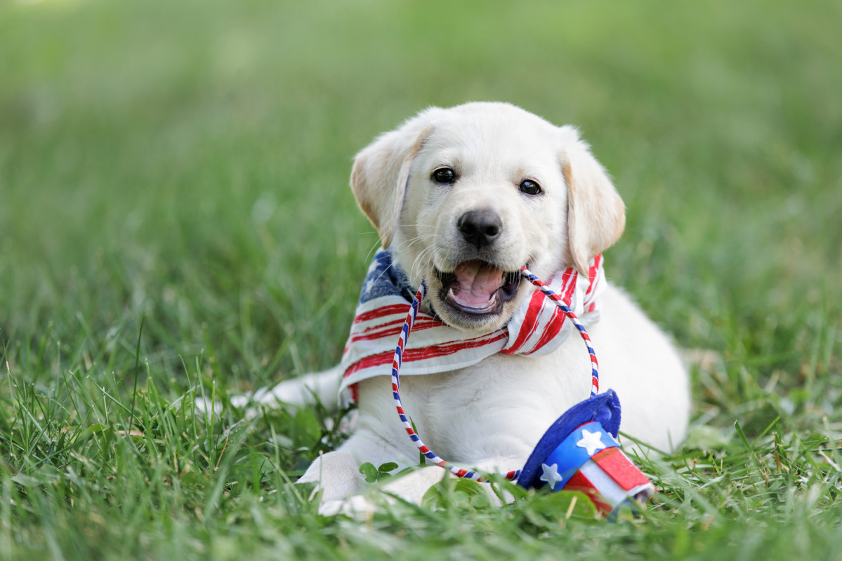 The Biggest Fourth of July Risks for Dogs, According to Vets