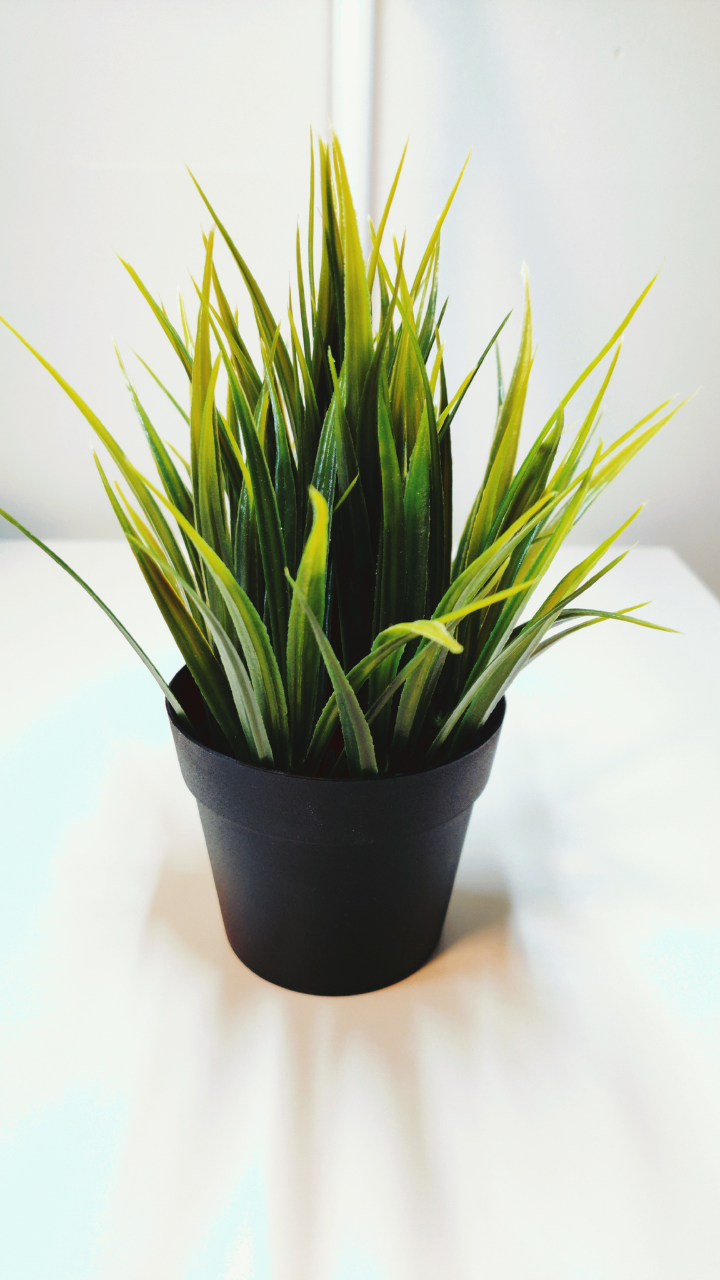 9 plants that grow super quickly