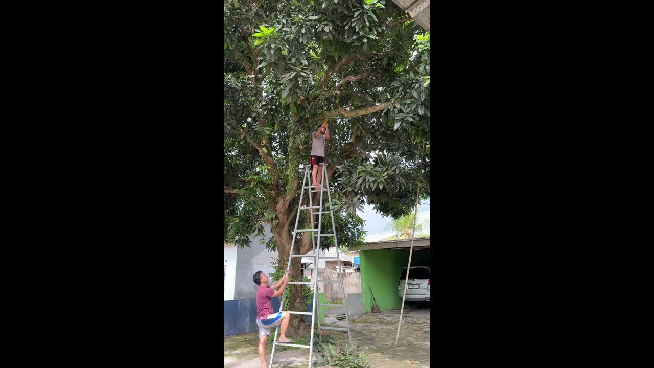 Hapless gardener hacks down branch causing ladder to wobble dangerously
