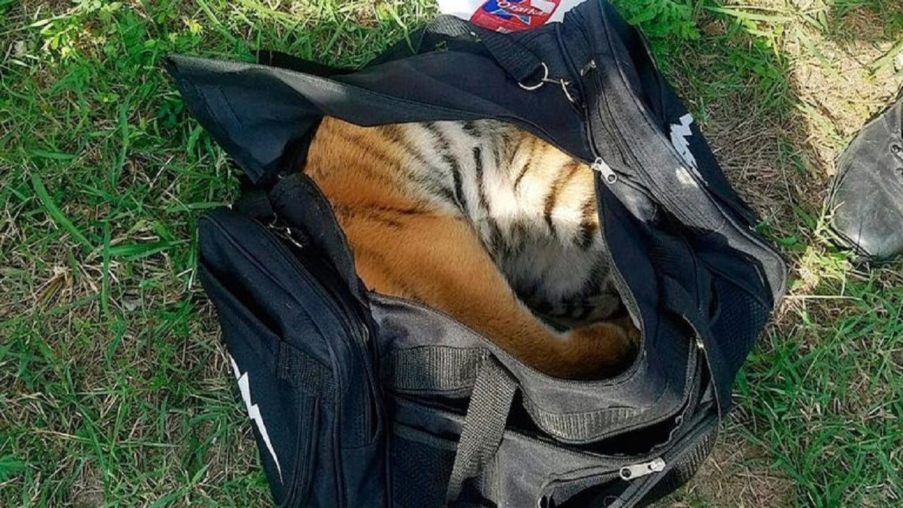 When A Cop Approached An Abandoned Bag, He Was Startled To Discover A ...