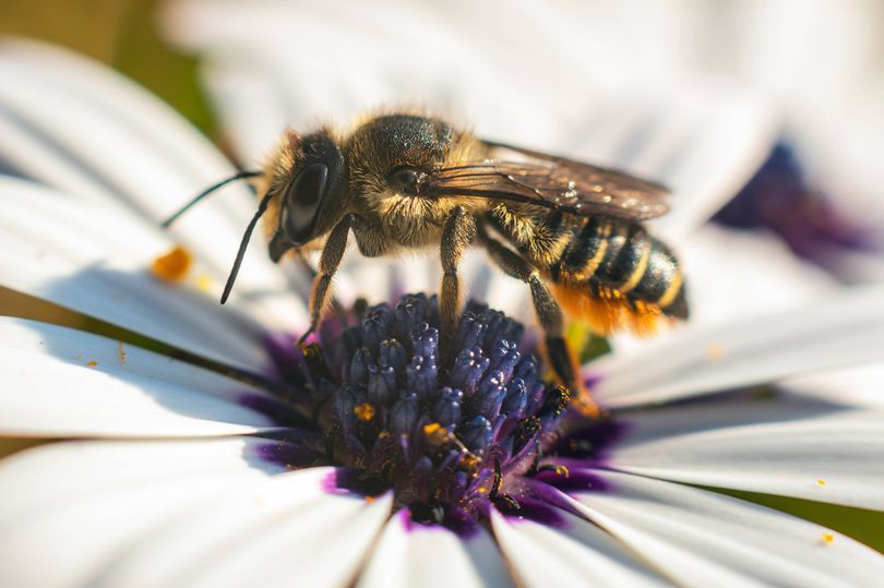 Deter wasps using common kitchen item with a scent that they 'can't stand'
