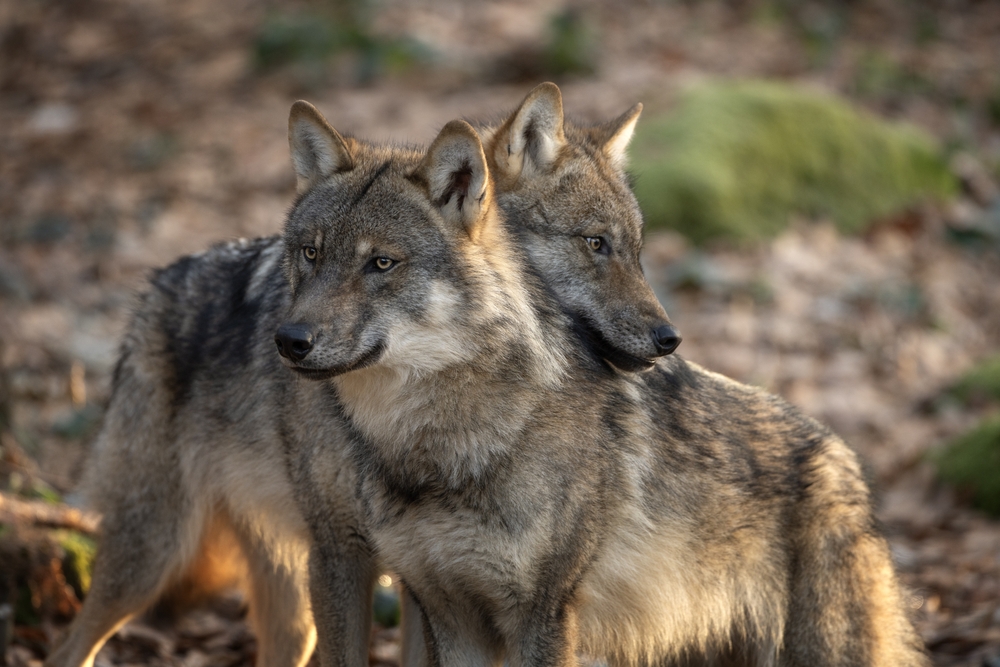 Wolf-Dog Hybrid Discovered in Greece for the First Time
