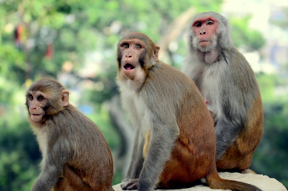Monkeys eat soil to digest junk food from tourists