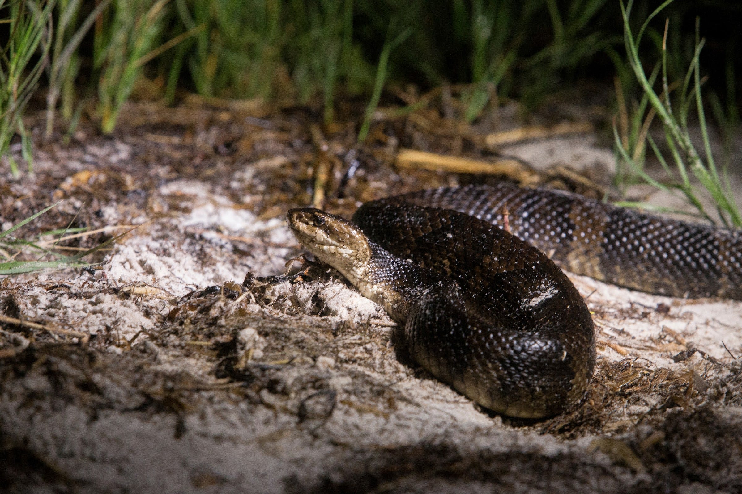 These 4 of the state's 6 venomous snakes can be found in South Florida