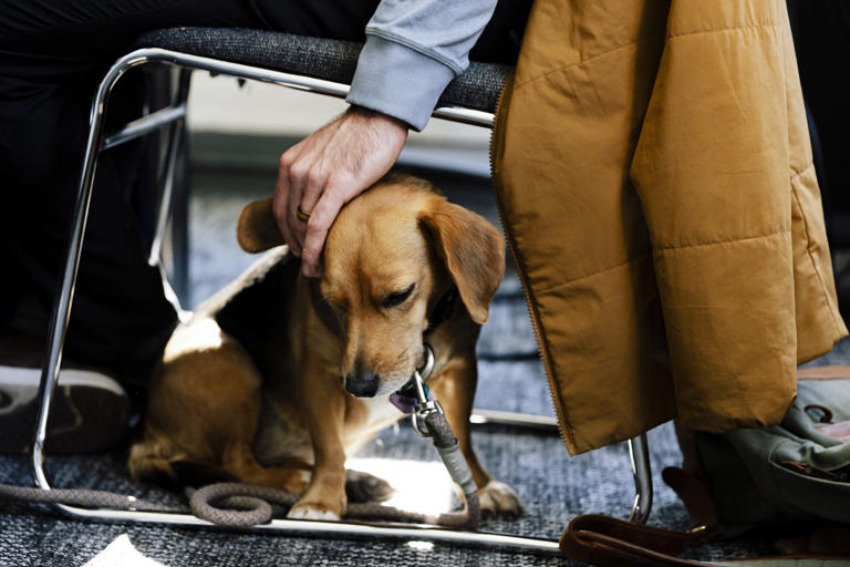 With American democracy under strain, students debate its resilience