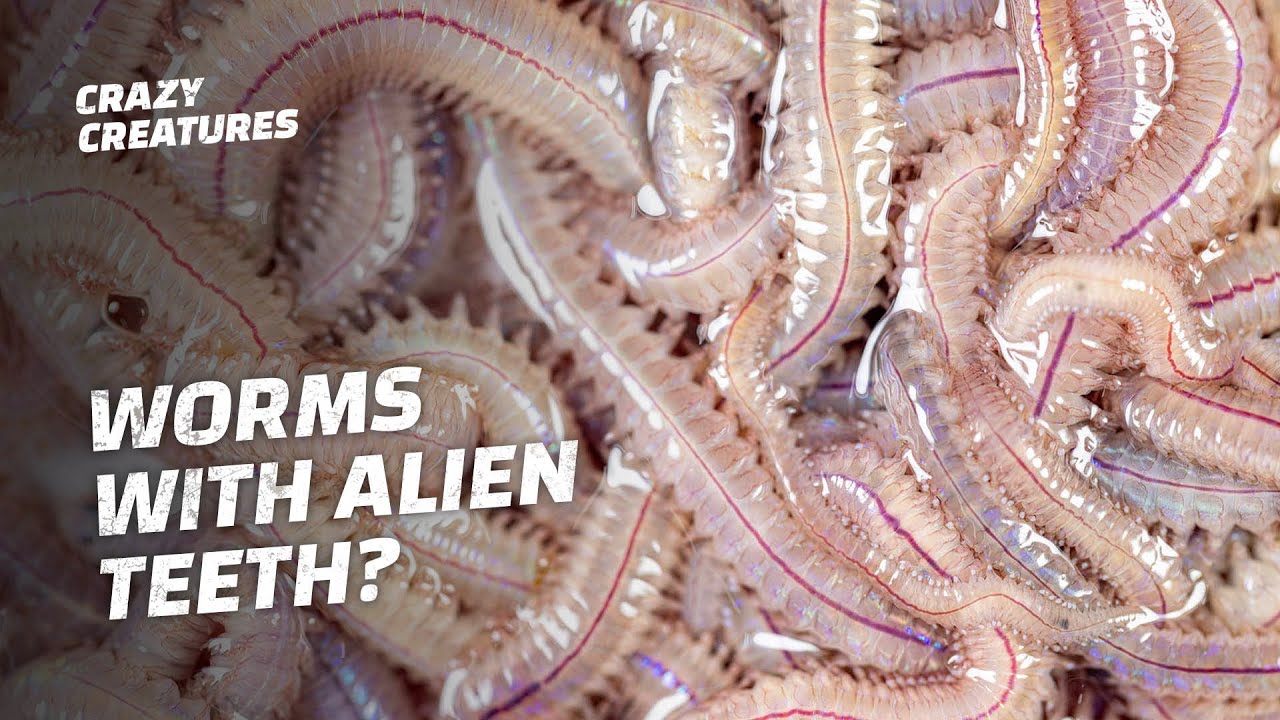 Antarctic Scale Worms Are the Stuff of Nightmares