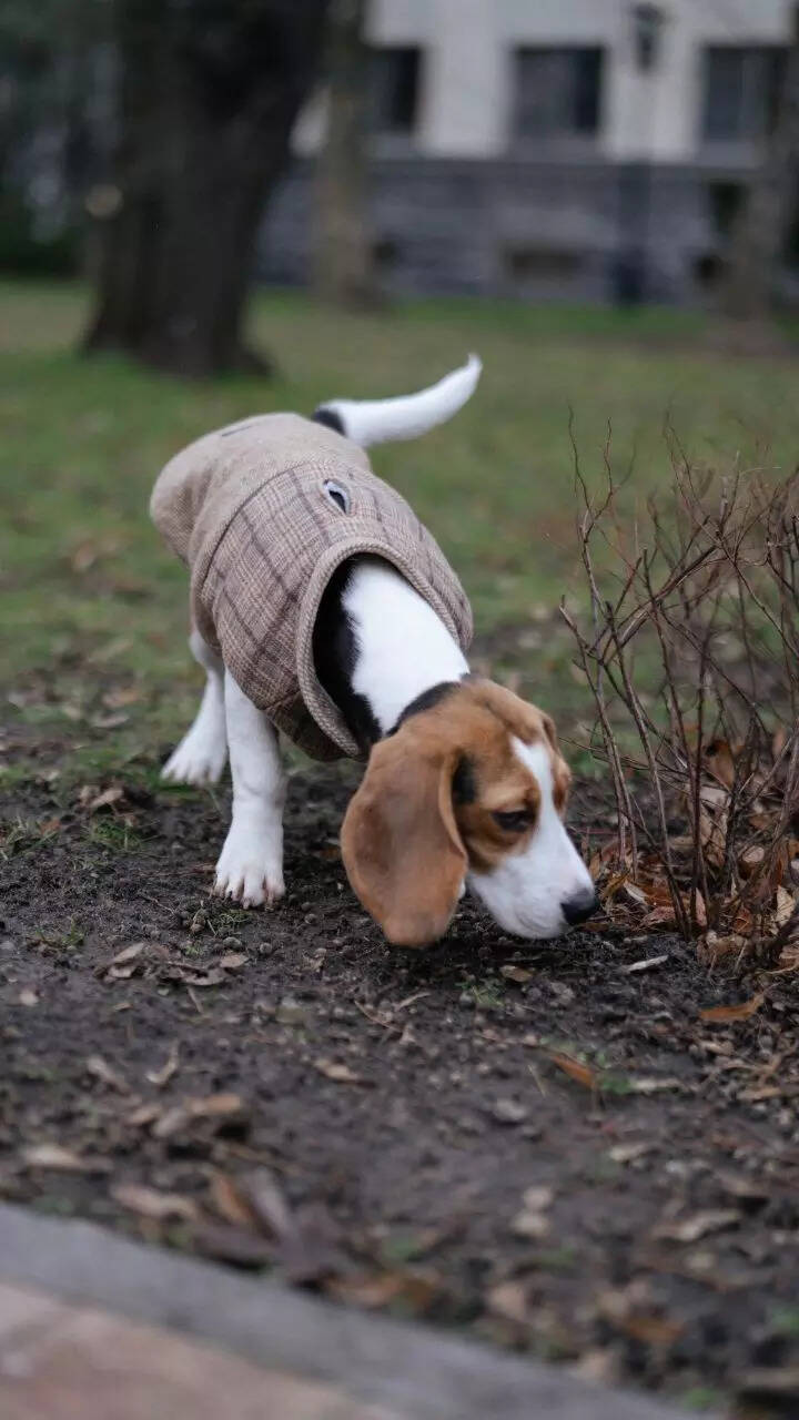 10 things to know before getting a pet Beagle puppy