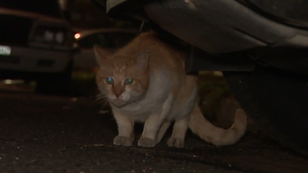 Cats are running wild in one state. This unpopular law may be the solution