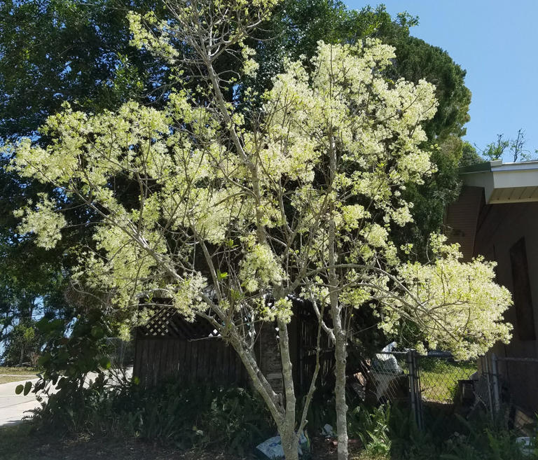 Enjoy aromatherapy as close as your porch with these native fragrant plants